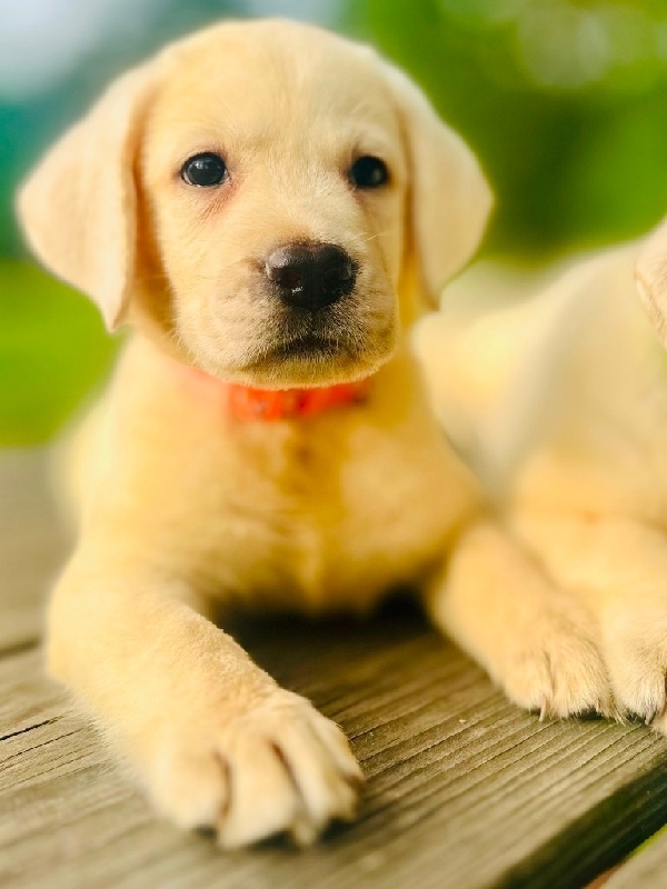 Cream White, English Labrador Puppies Classifieds | SouthEastTexas.com