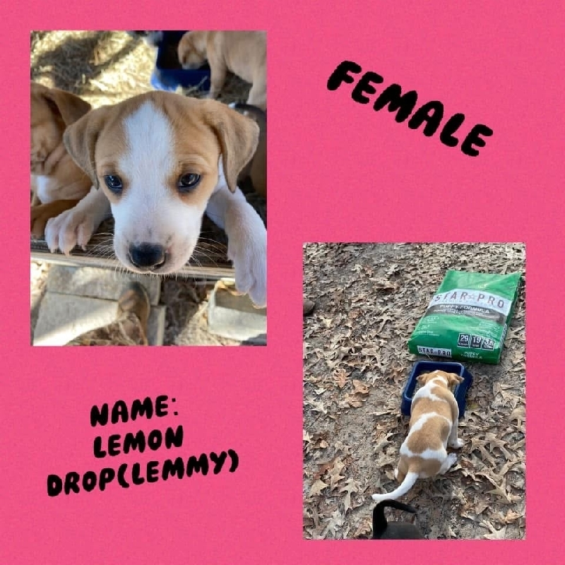 Catahoula and Brindle Treeing Cur mix puppies Classifieds ...