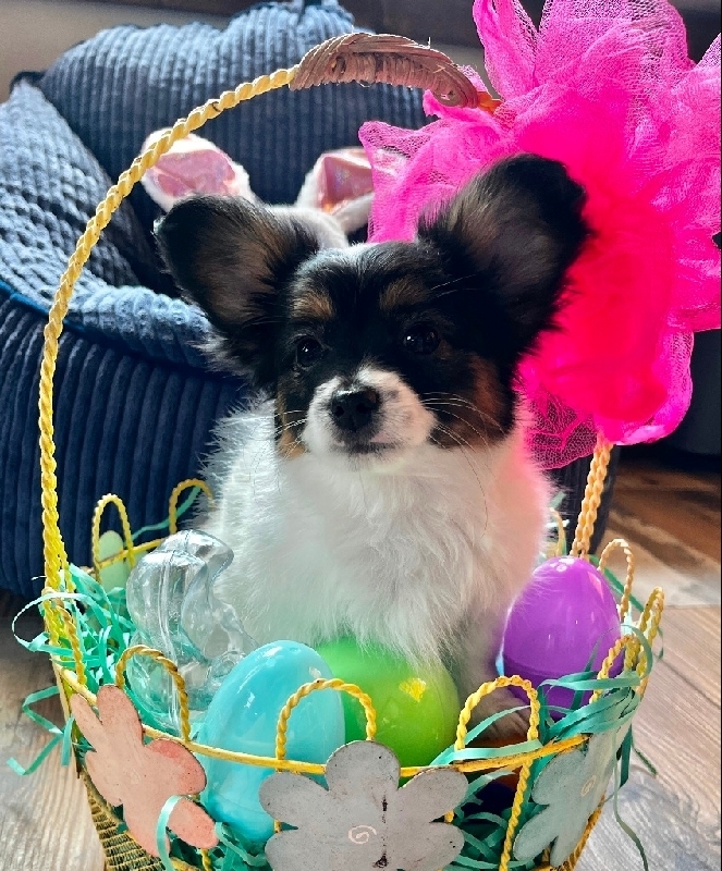 EASTER SPECIAL PAPILLON PUPS Classifieds | SouthEastTexas.com