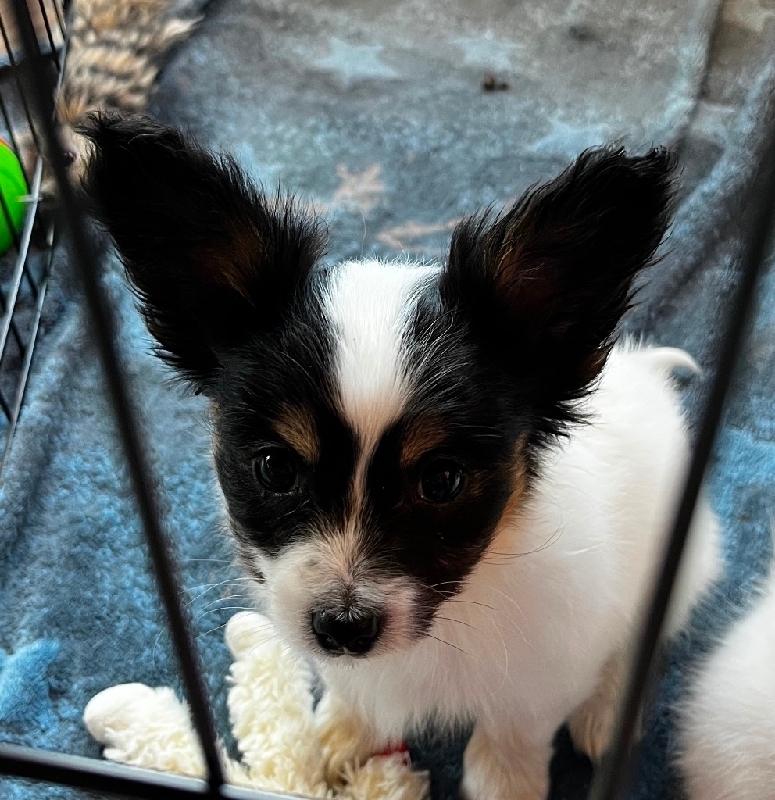 EASTER SPECIAL PAPILLON PUPS Classifieds | SouthEastTexas.com