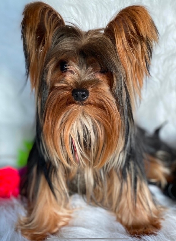 Stunning Adult Male Yorkie Classifieds | SouthEastTexas.com